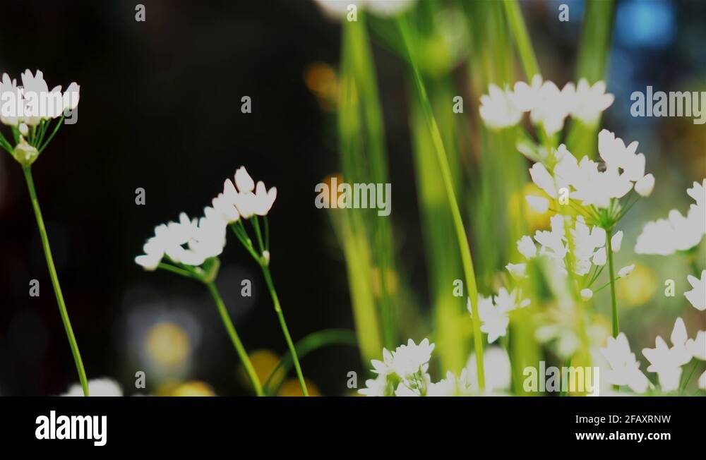Flowers in 4k Stock Videos & Footage - HD and 4K Video Clips - Alamy