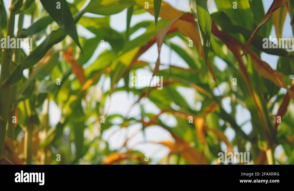 Blurry corn leaf Stock Videos & Footage - HD and 4K Video Clips - Alamy