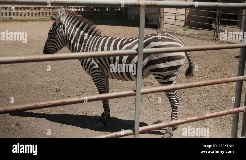 La zebra Stock Videos & Footage - HD and 4K Video Clips - Alamy