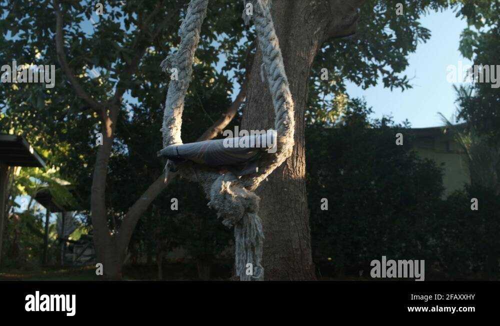Man made tree Stock Videos & Footage - HD and 4K Video Clips - Alamy