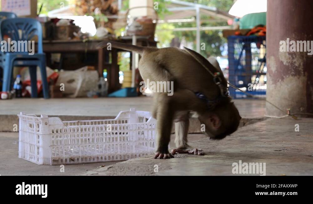 A long-tailed macaque monkey baby in a thai temple is tied to a leash ...