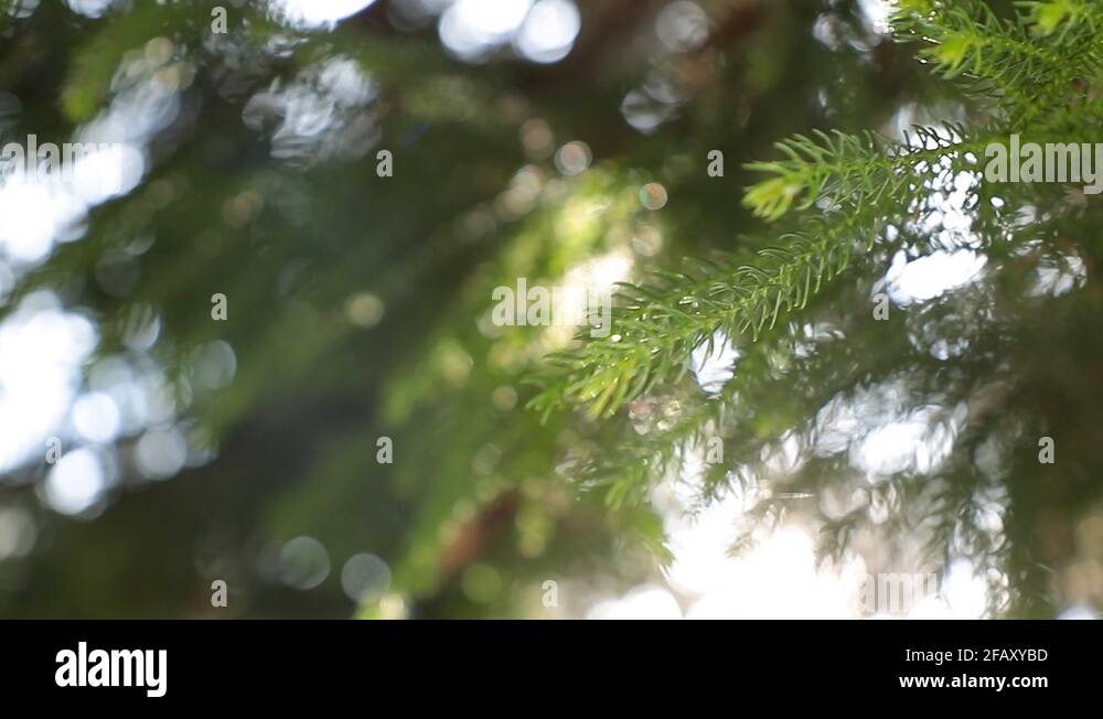 Needle leaf forest Stock Videos & Footage - HD and 4K Video Clips - Alamy
