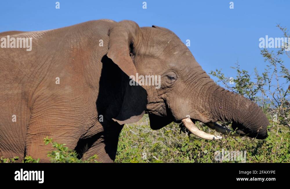 Landscape large acacia tree Stock Videos & Footage - HD and 4K Video ...