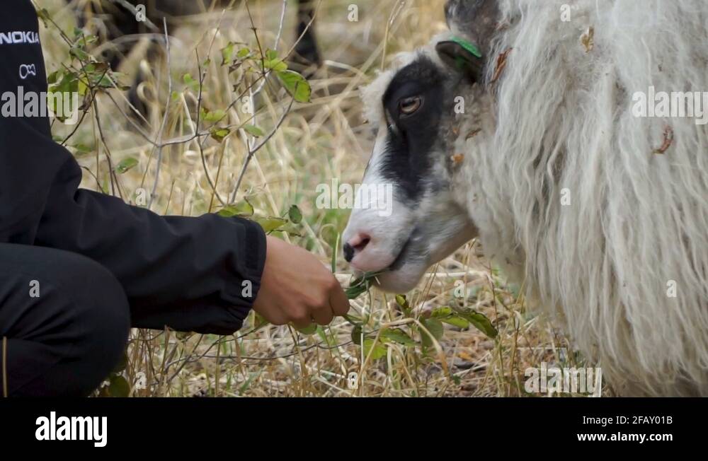 Woman with sheep Stock Videos & Footage - HD and 4K Video Clips - Alamy
