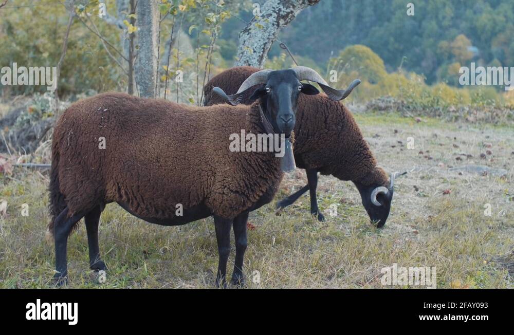 Portuguese animals Stock Videos & Footage - HD and 4K Video Clips - Alamy