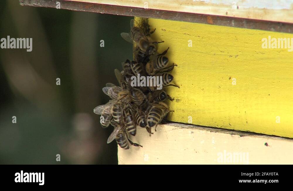 Bee swarm on yellow bee house wall. Bees swarming in apiary. Blurry ...