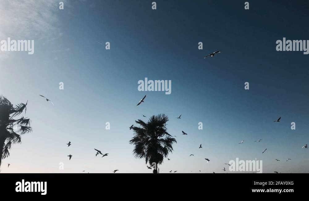 Colour of chilly Stock Videos & Footage - HD and 4K Video Clips - Alamy