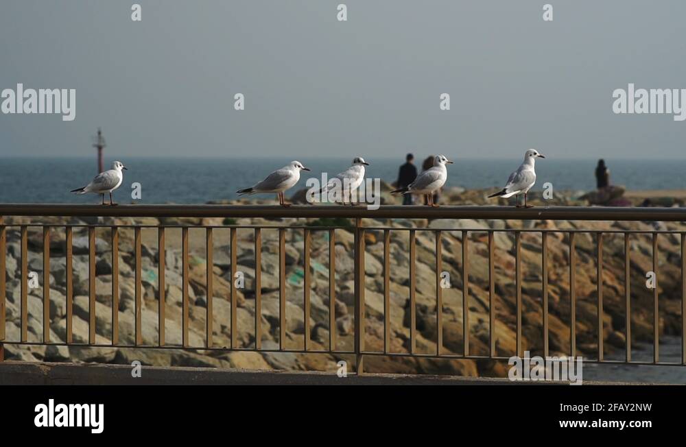 Seagull sitting on rail overlooking people walking on Barcelona pier ...