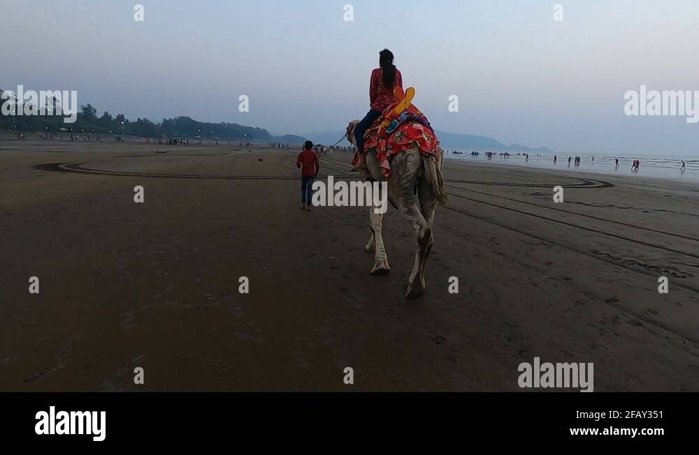 Camel ride on beach Stock Videos & Footage - HD and 4K Video Clips - Alamy