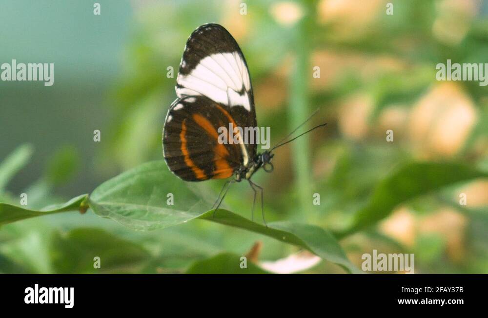 Butterfly plane Stock Videos & Footage - HD and 4K Video Clips - Alamy