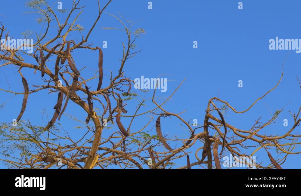 Carob bean tree Stock Videos & Footage - HD and 4K Video Clips - Alamy