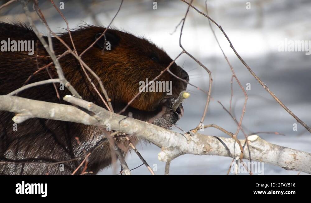 Beaver with stick Stock Videos & Footage - HD and 4K Video Clips - Alamy