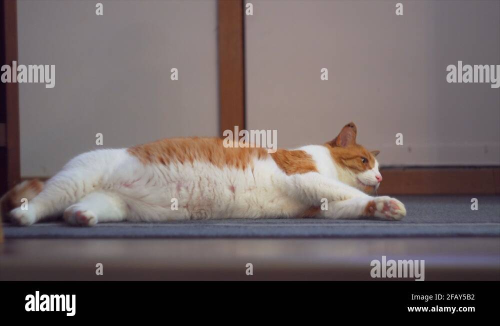 Cat laying on its side Stock Videos & Footage - HD and 4K Video Clips ...
