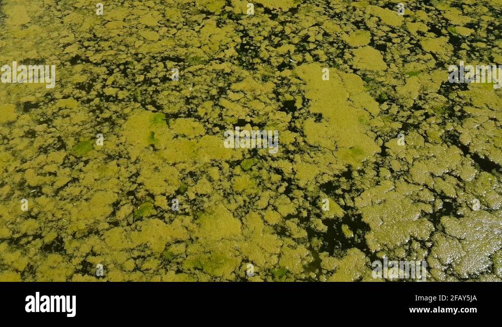 Putrid Stock Videos & Footage - HD and 4K Video Clips - Alamy