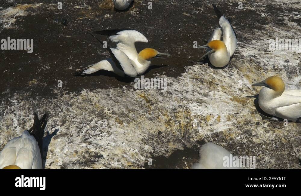 Mating seabirds Stock Videos & Footage - HD and 4K Video Clips - Alamy