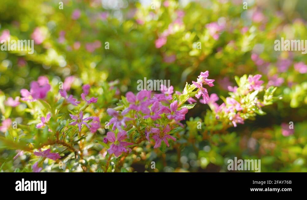 Cuphea hyssopifolia Stock Videos & Footage - HD and 4K Video Clips - Alamy