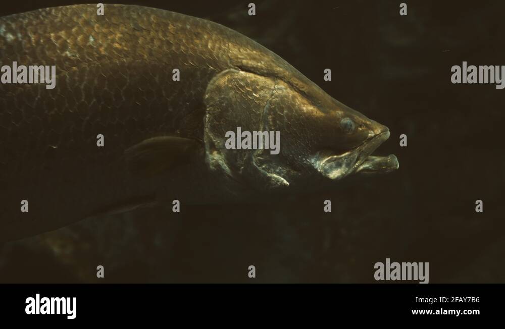 Deep sea fish dark water Stock Videos & Footage - HD and 4K Video Clips ...