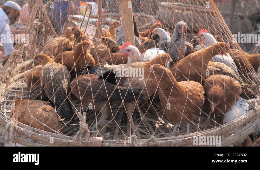 Indian chickens Stock Videos & Footage - HD and 4K Video Clips - Alamy