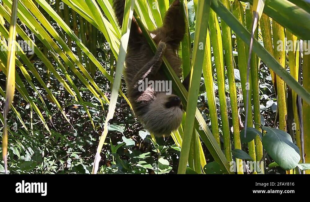 Sloth hands Stock Videos & Footage - HD and 4K Video Clips - Alamy