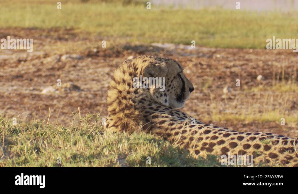 Cheetah resting botswana africa Stock Videos & Footage - HD and 4K ...