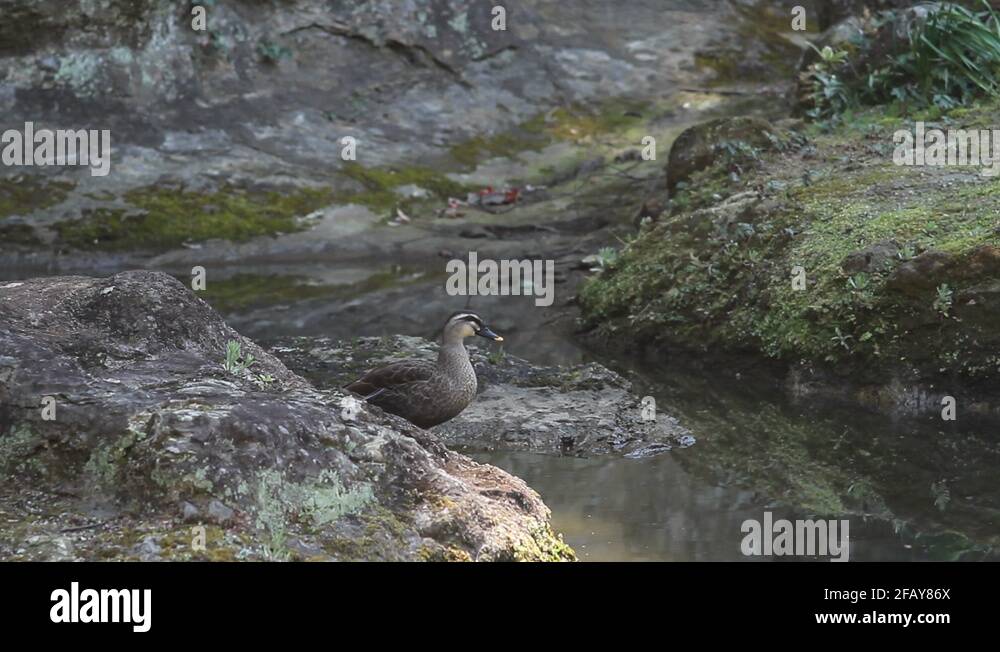 Japanese duck Stock Videos & Footage - HD and 4K Video Clips - Alamy