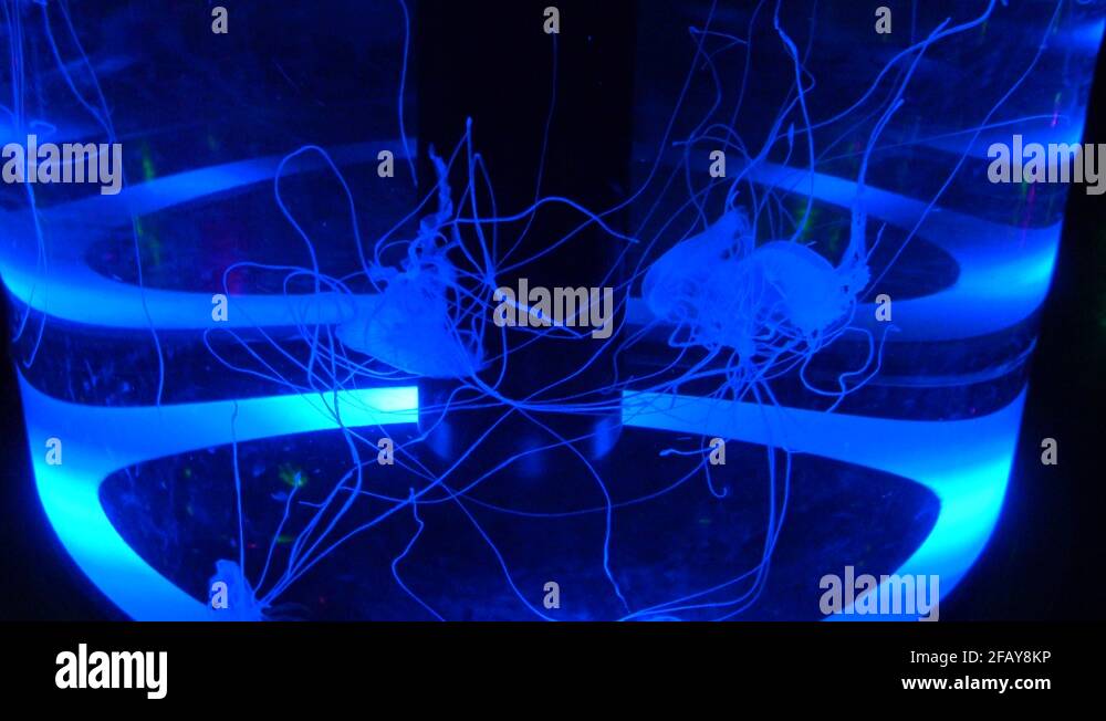 Jellyfish display Stock Videos & Footage - HD and 4K Video Clips - Alamy