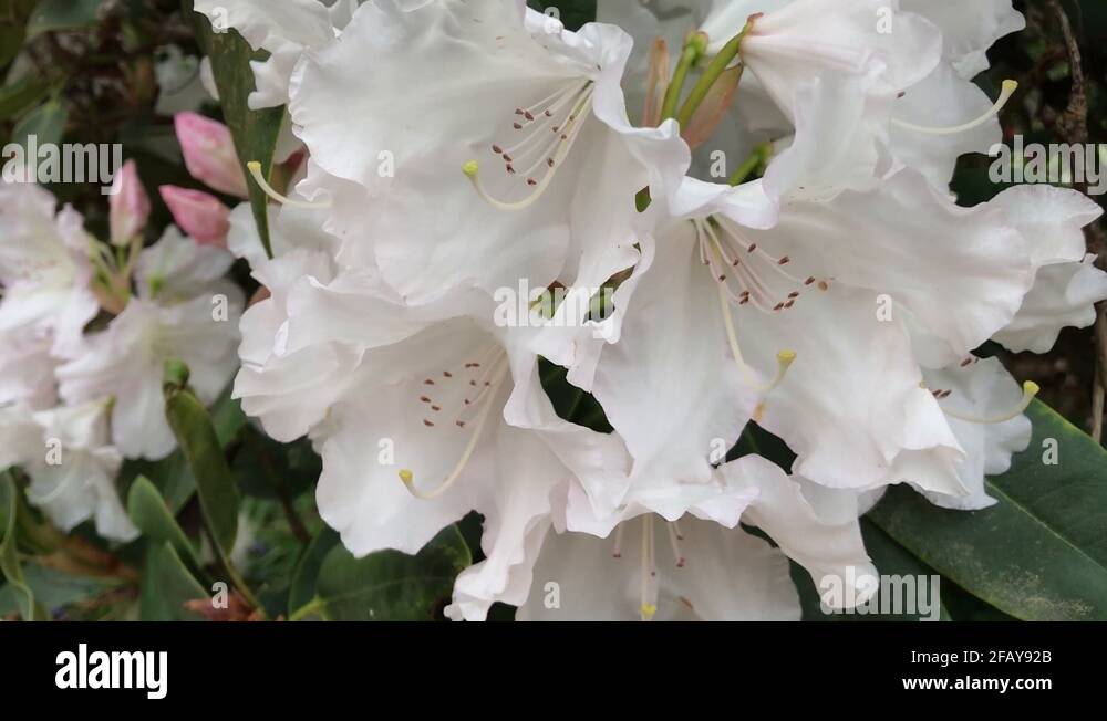 National flower of nepal Stock Videos & Footage - HD and 4K Video Clips ...