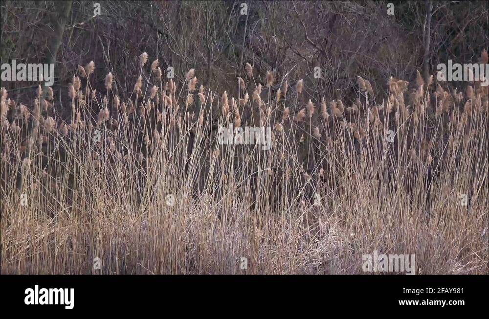 Pond and grass Stock Videos & Footage - HD and 4K Video Clips - Alamy