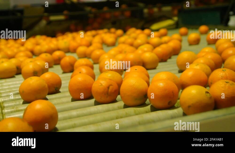 Oranges rolling on grading and sorting machine in industrial packaging ...