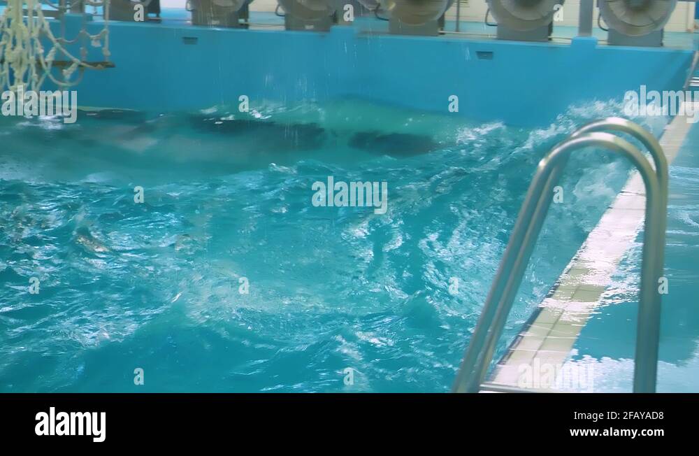 Built in swimming pool Stock Videos & Footage - HD and 4K Video Clips ...