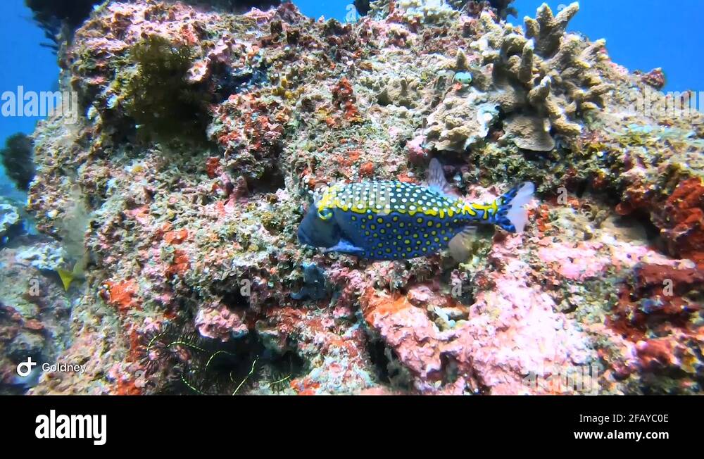 Pouting fish Stock Videos & Footage - HD and 4K Video Clips - Alamy