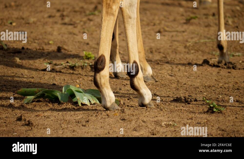 Black tuft Stock Videos & Footage - HD and 4K Video Clips - Alamy