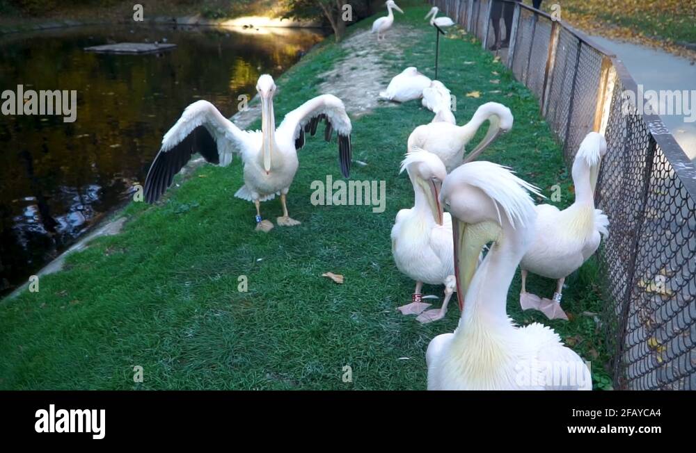 Zoo cleaning Stock Videos & Footage - HD and 4K Video Clips - Alamy