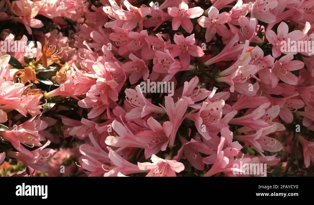 A flowering pink, white and red Rhododendron shrub. National flower of ...
