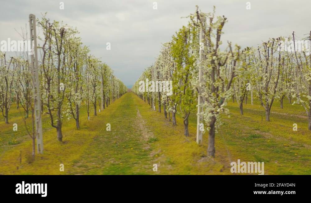 Field spring flowers trees Stock Videos & Footage - HD and 4K Video ...