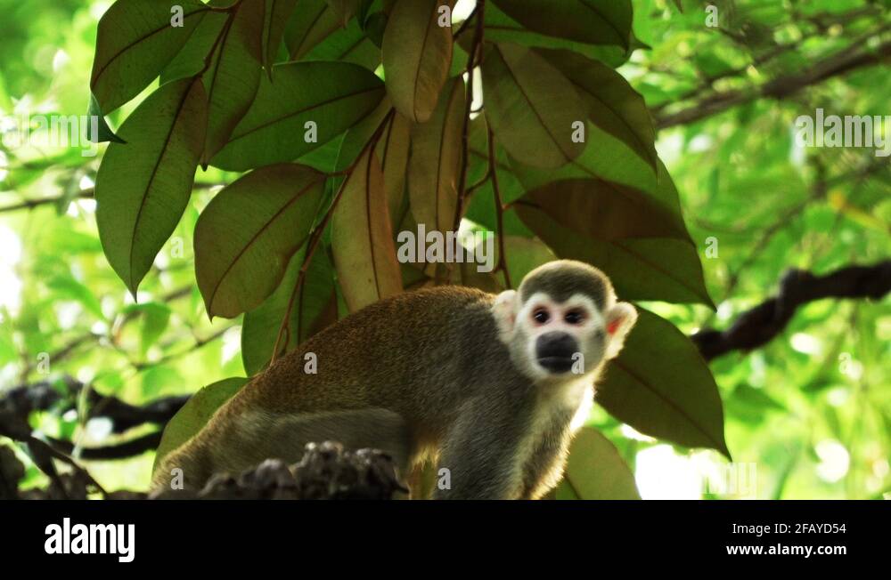 Monkey little monkey Stock Videos & Footage - HD and 4K Video Clips - Alamy
