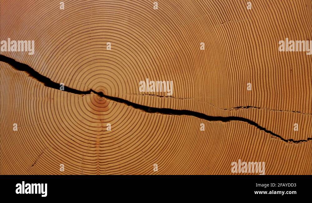 Tree rings showing growth pattern Stock Videos & Footage - HD and 4K ...