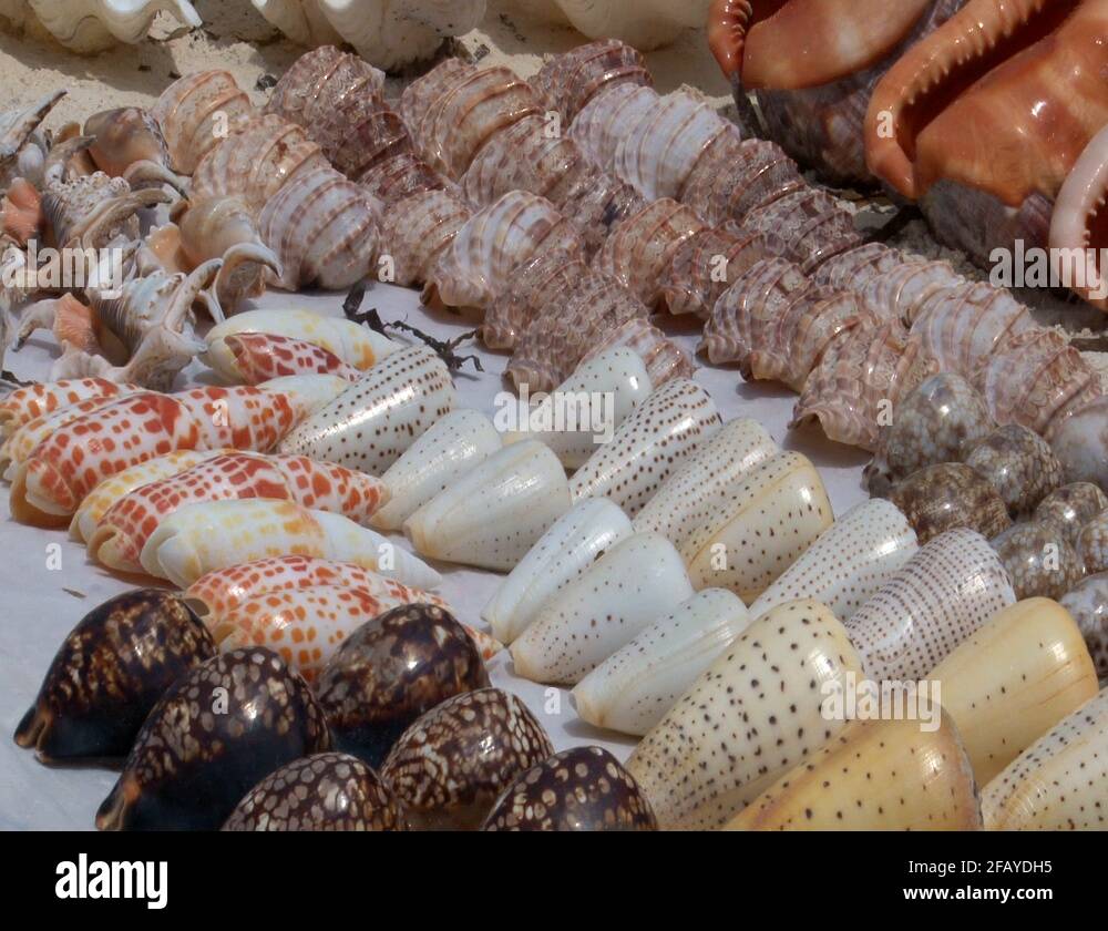 But shells Stock Videos & Footage - HD and 4K Video Clips - Alamy