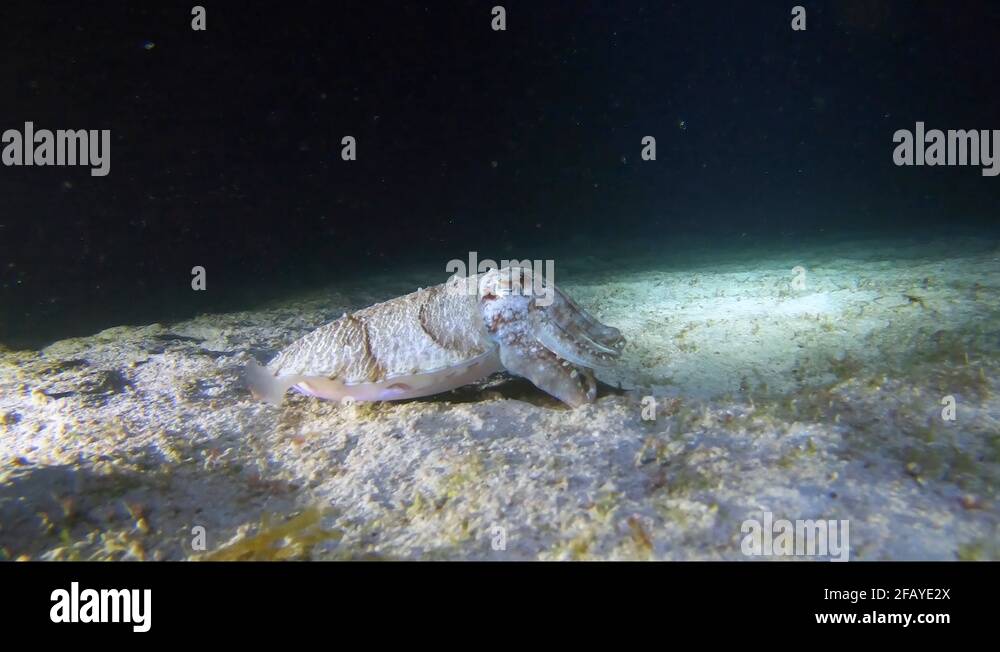 Cuttlefish changing colour and clapping whilst angry. On a night dive ...