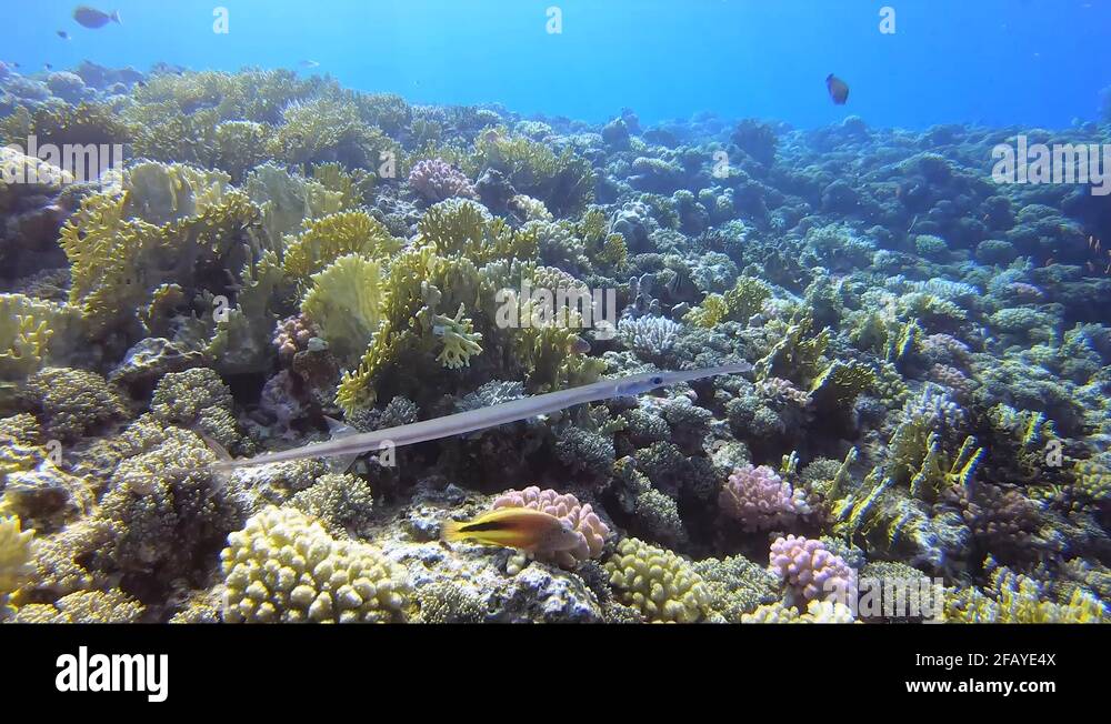 Cruising fish Stock Videos & Footage - HD and 4K Video Clips - Alamy