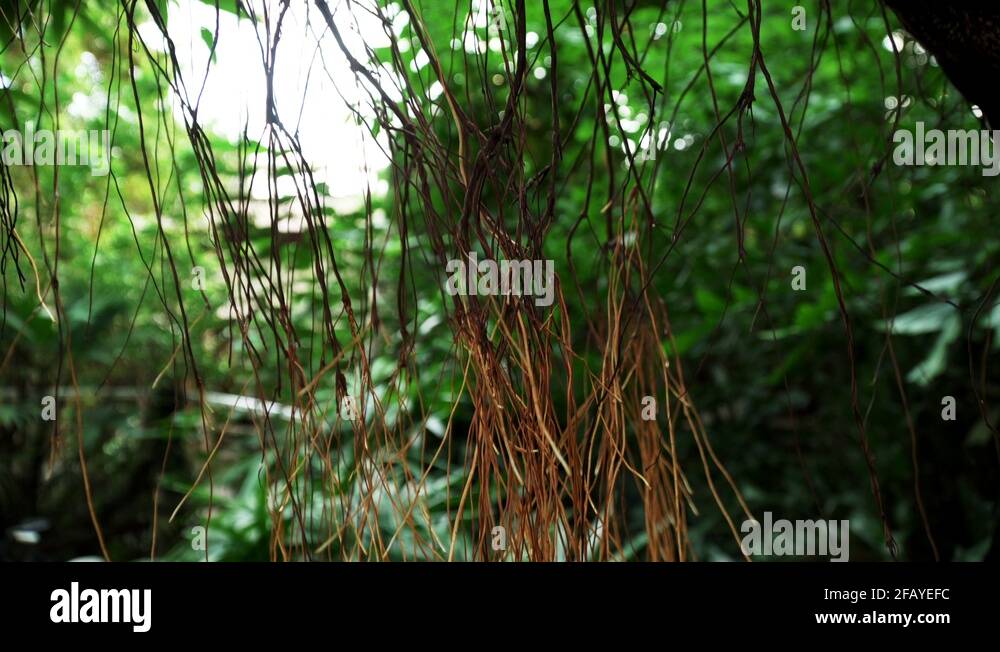 Liana Stock Videos & Footage - HD and 4K Video Clips - Alamy