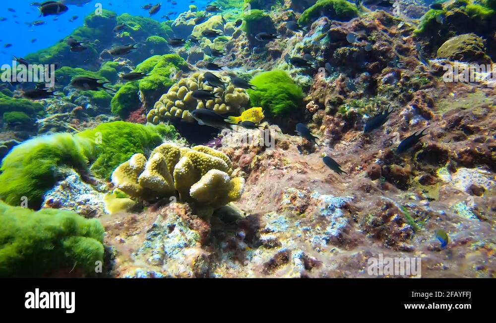 Fish colour Stock Videos & Footage - HD and 4K Video Clips - Alamy