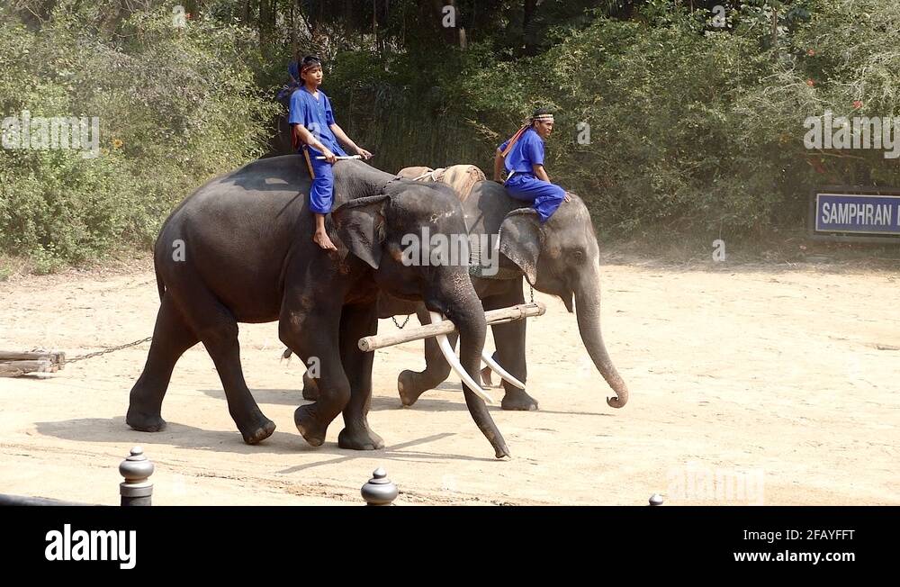 Dragging trunk Stock Videos & Footage - HD and 4K Video Clips - Alamy