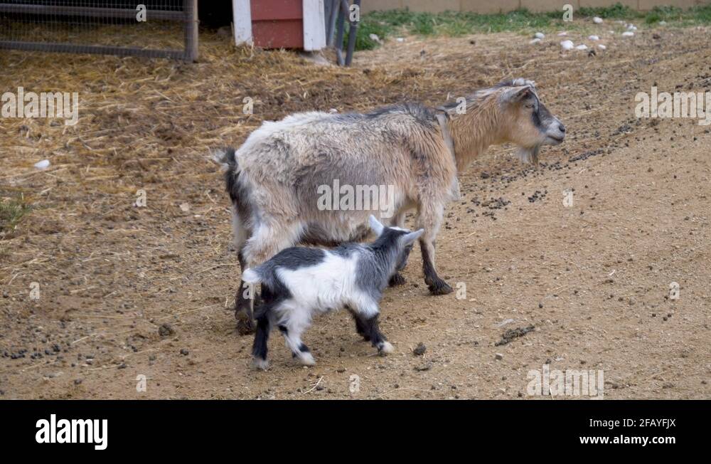 Farm goat kid climb Stock Videos & Footage - HD and 4K Video Clips - Alamy