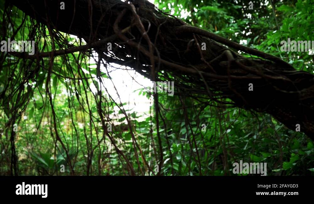 Liana plant Stock Videos & Footage - HD and 4K Video Clips - Alamy