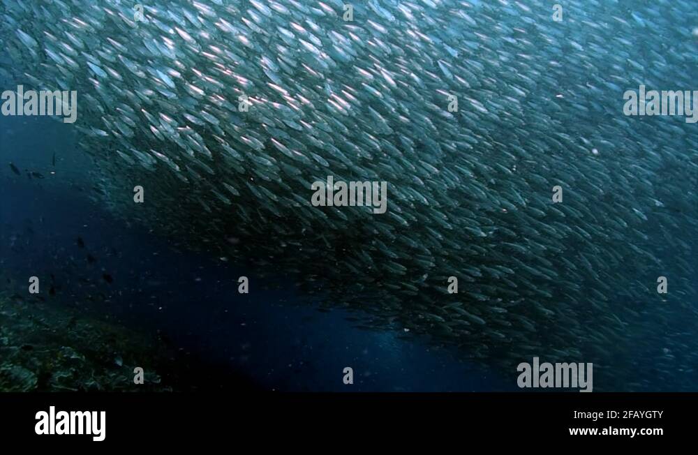 Fish, migration, underwater Stock Videos & Footage - HD and 4K Video ...