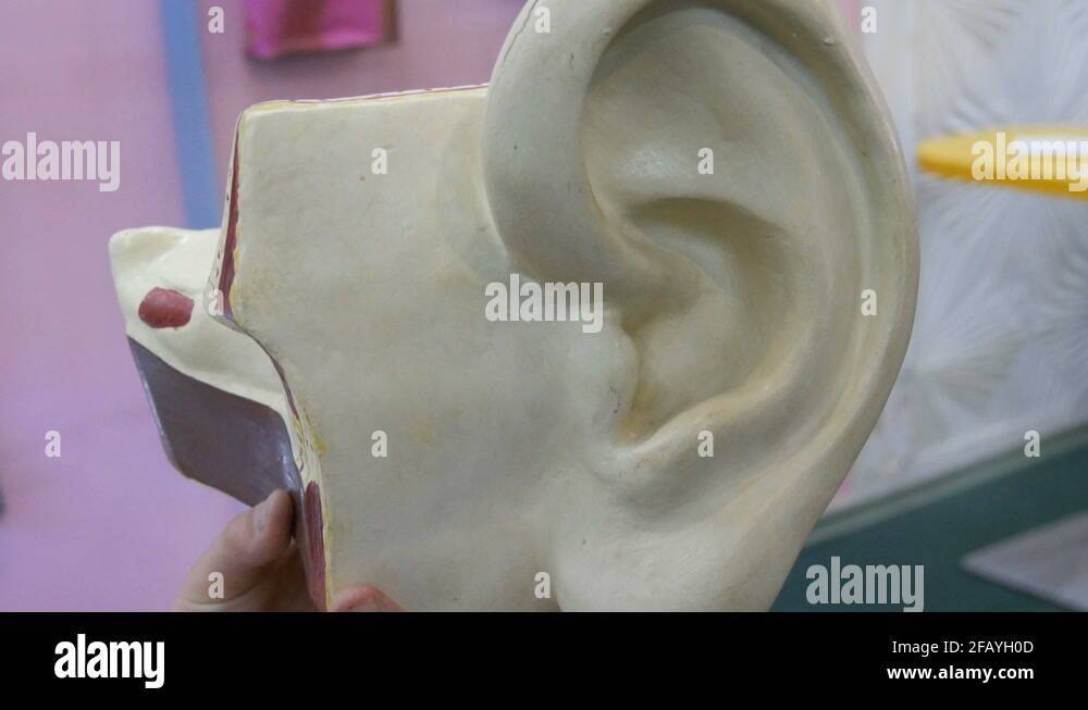 Structure of the human ear Stock Videos & Footage - HD and 4K Video ...