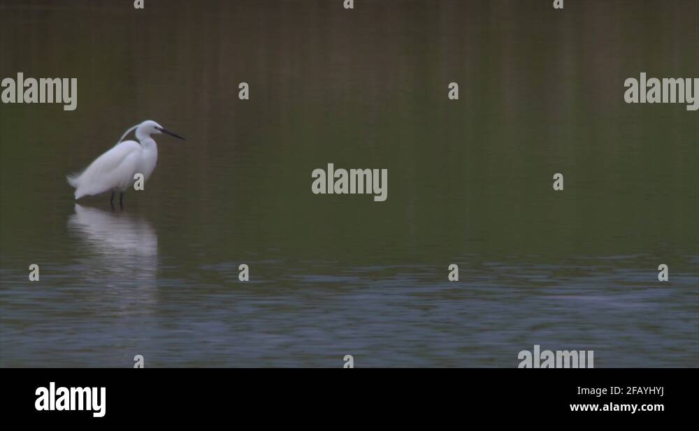 Crane wading in shallow water Stock Videos & Footage - HD and 4K Video ...