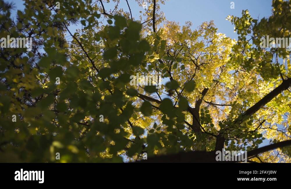 Fall greenery Stock Videos & Footage - HD and 4K Video Clips - Alamy