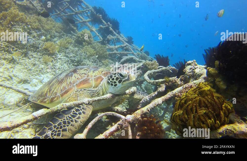 Relaxed turtle Stock Videos & Footage - HD and 4K Video Clips - Alamy